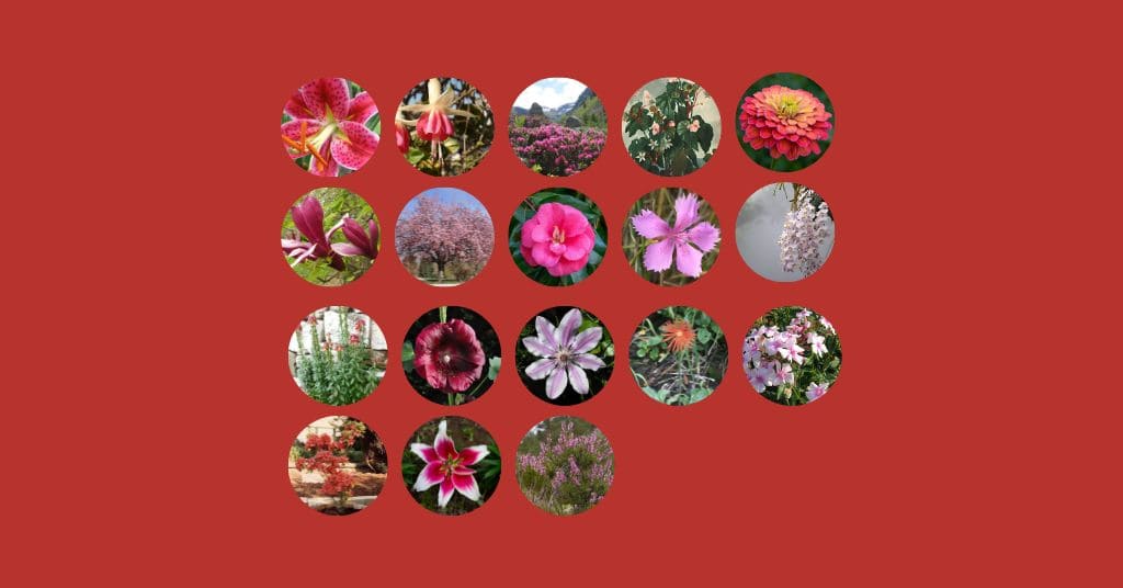 +100 Pink Things in Nature: Plants, Animals and Minerals - Eggradients.com